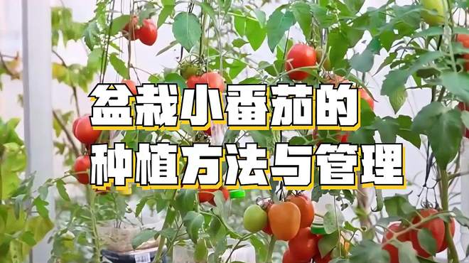 懂种植!在家也能享受新鲜小番茄,种植方法大公开