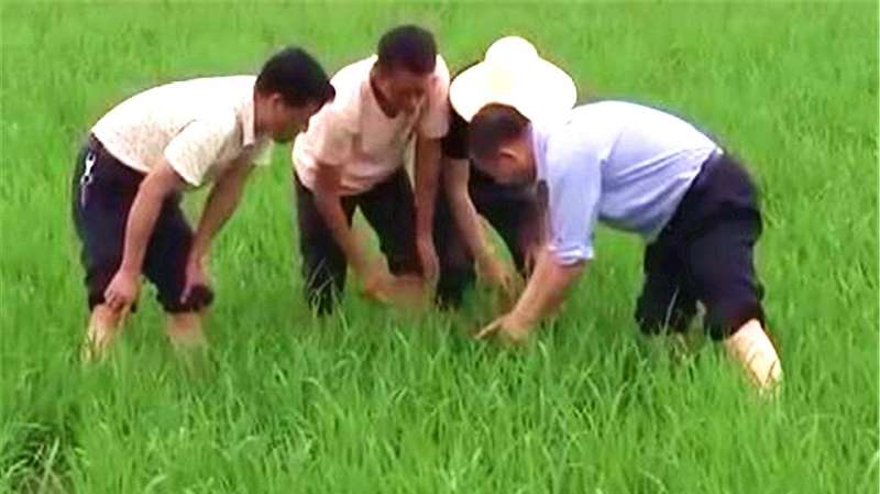 有机水稻是怎么种出来的?不施化肥不用化学农药,品质好效益更高