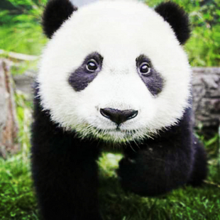x熊猫大人 