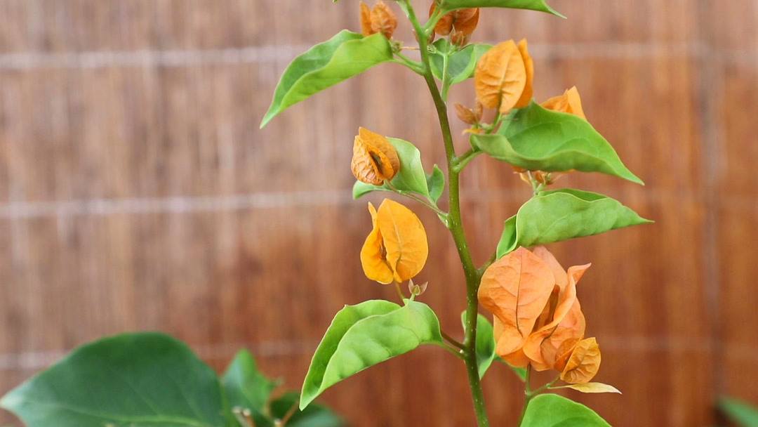 三角梅不开花?剪枝、掐心、控水“三管齐下”,花开满枝