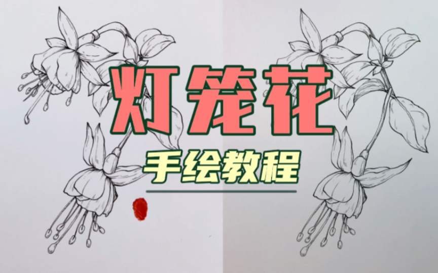 零基础绘画教程,一步步教你画灯笼花