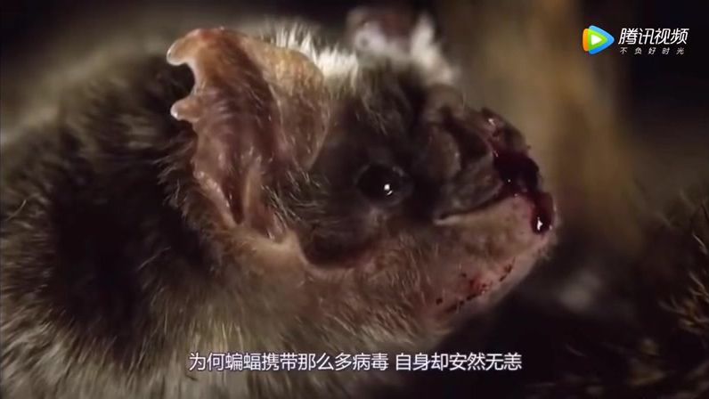 蝙蝠所带来的未知病毒,引起的各种疾病是人类无法抵抗的
