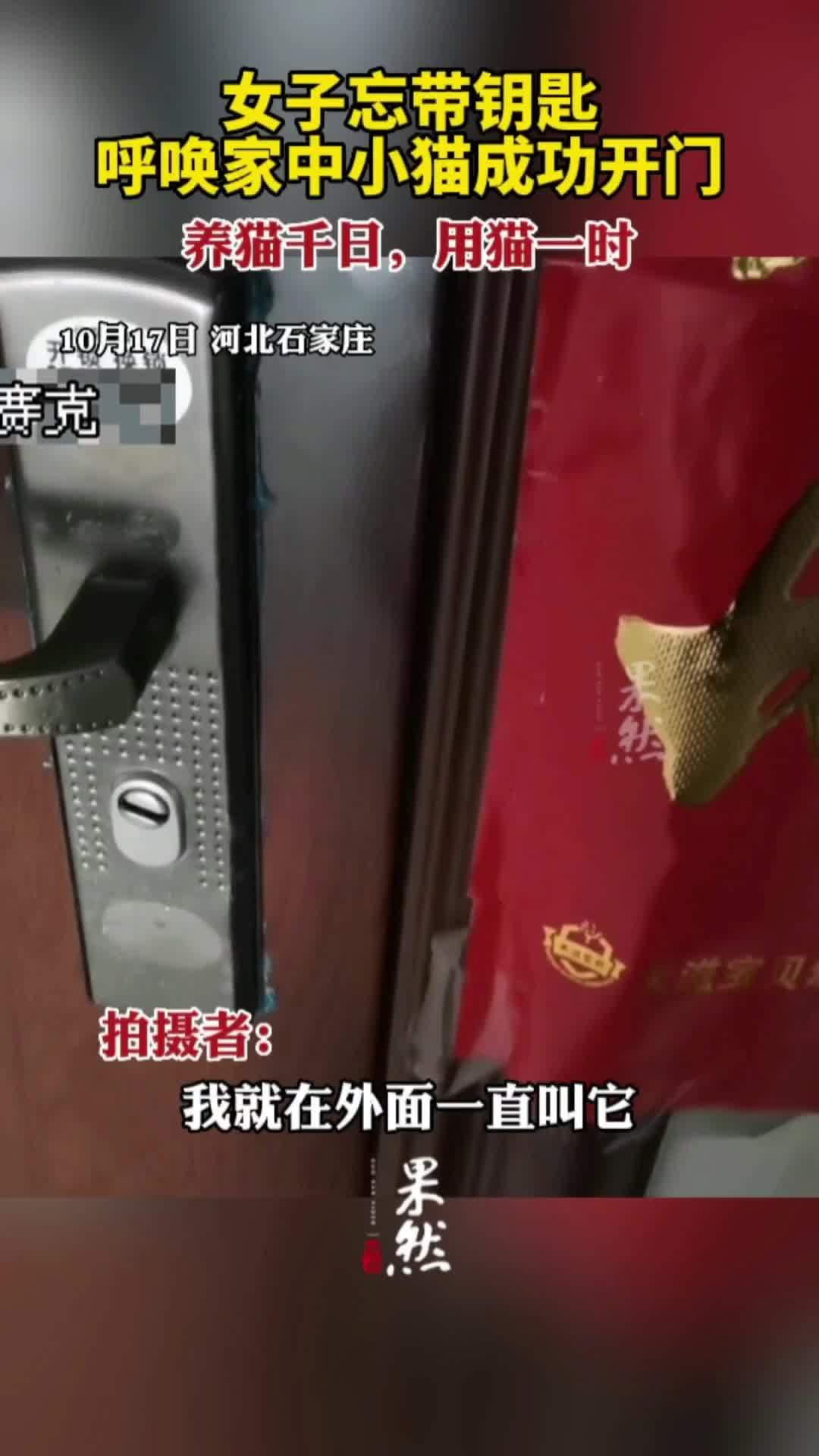 女子忘带钥匙呼唤家中小猫成功开门