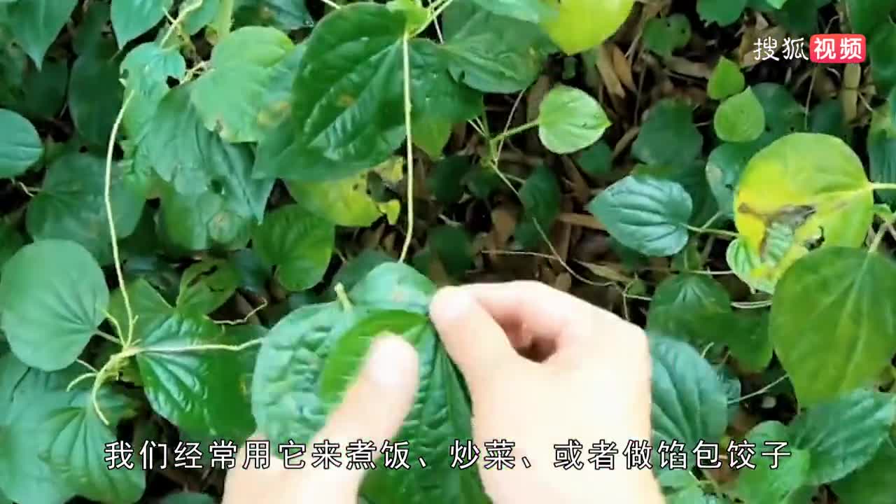 这种植物农村爬满地,全身是宝,曾是古老的香料