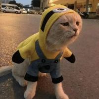 哎呦看综艺 