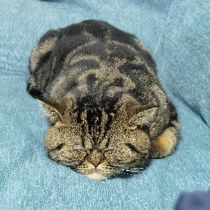 紫色黛露 