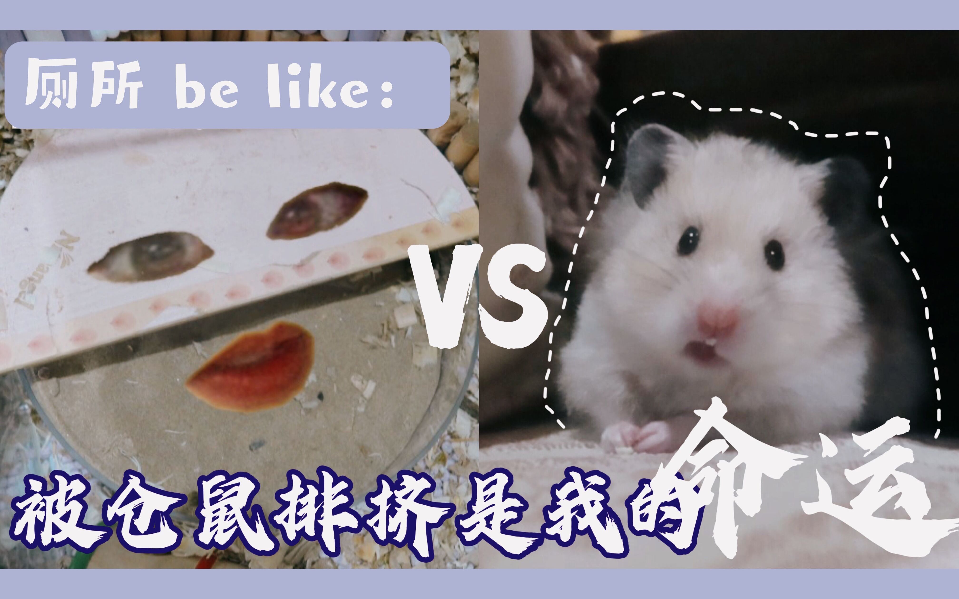 【贰一】仓鼠定点上厕所,真是一门玄学 | 小吐槽小求助 | 金丝熊