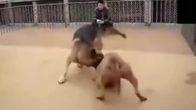 美国比特犬对战中国狼狗,状况很激烈!这还真不是一个级别的!广东网友:...