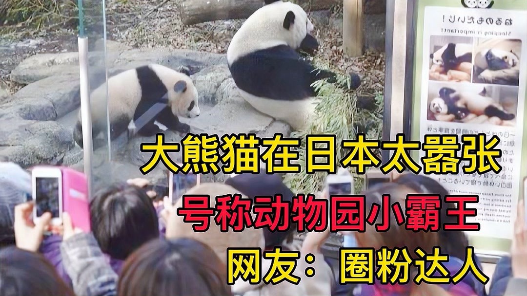 大熊猫在日本太嚣张,号称动物园小霸王,网友:圈粉达人