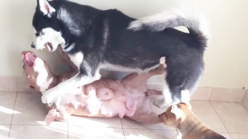 二哈和比特犬打架,面对凶狠的比特犬,哈士奇放出”大招“