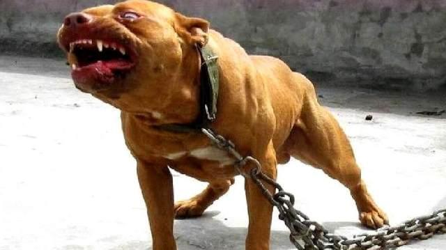 这是世界上最厉害的狗?能和老虎狮子一较高下,很多地方不让养