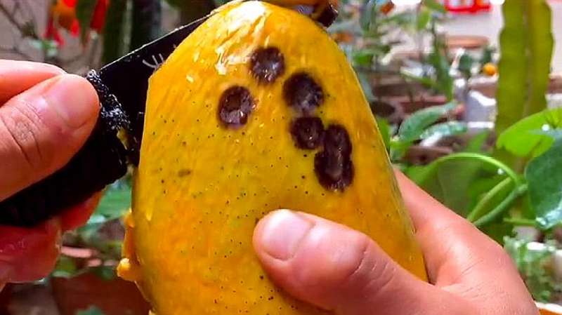想吃芒果不用买,如何在家盆栽种植芒果,你学会了吗?