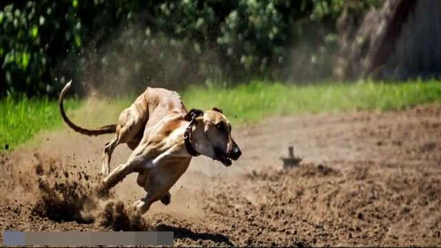 世界十大跑得最快的狗