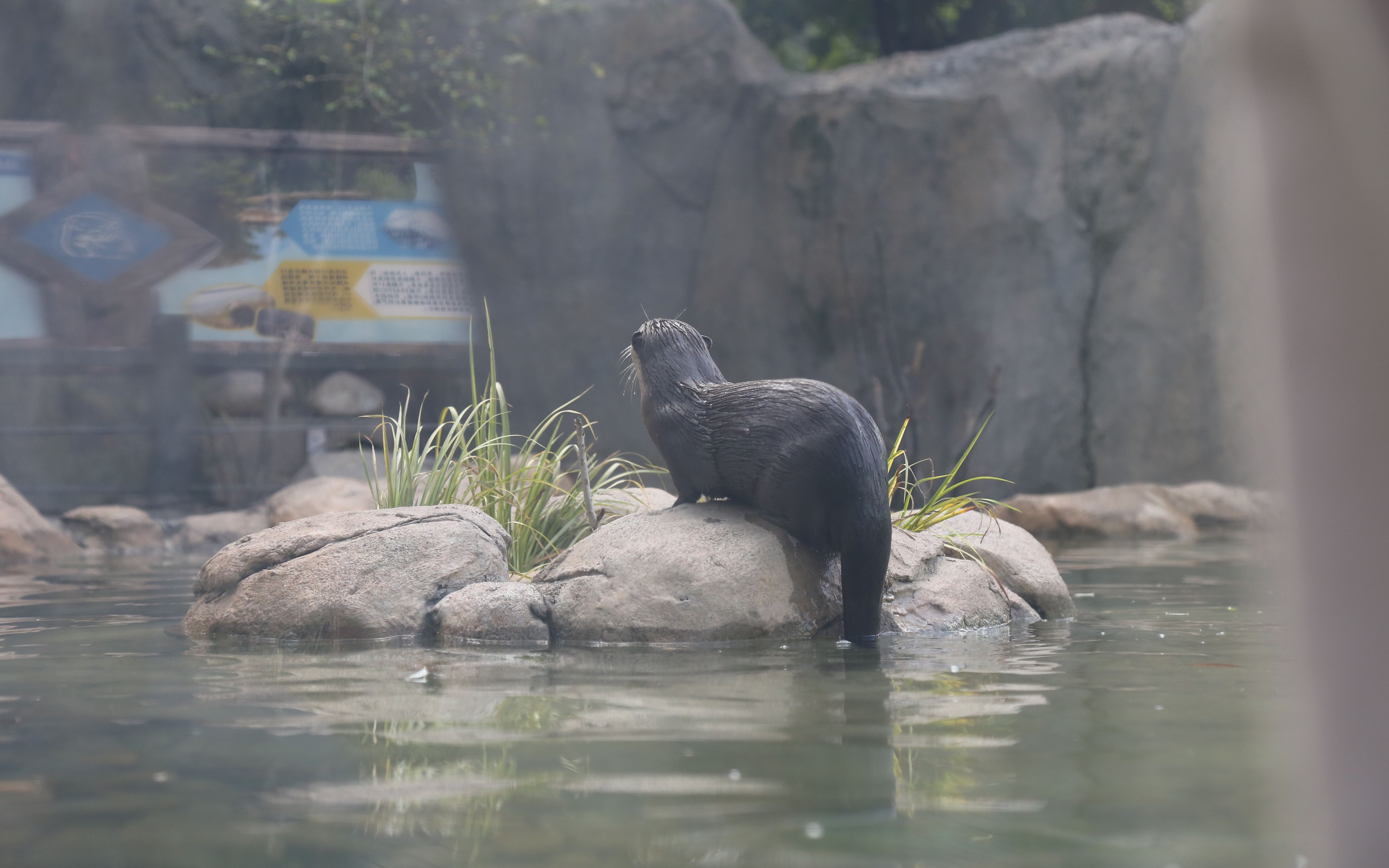 上海动物园的乡土动物们