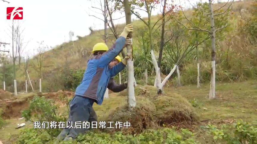 男子路边挖掘30㎡绿化带,城管开出首张“毁绿”罚单