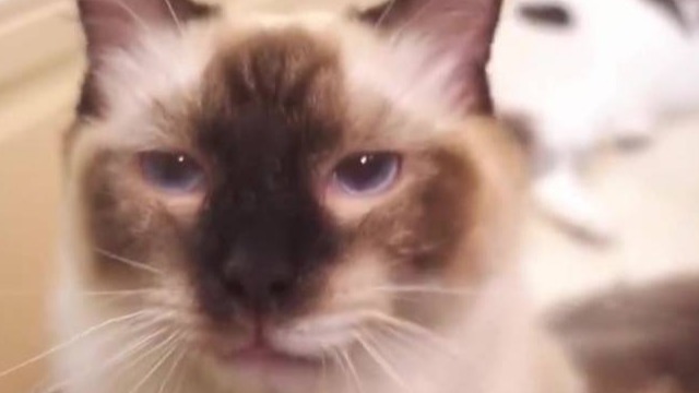 网友:养一只习性像狗狗一样的猫咪!是一种什么样的体验?