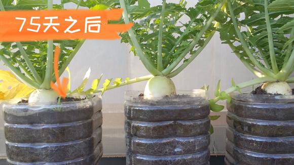 阳台种菜,用塑料瓶种萝卜,记录从播种到收获109天的全过程!