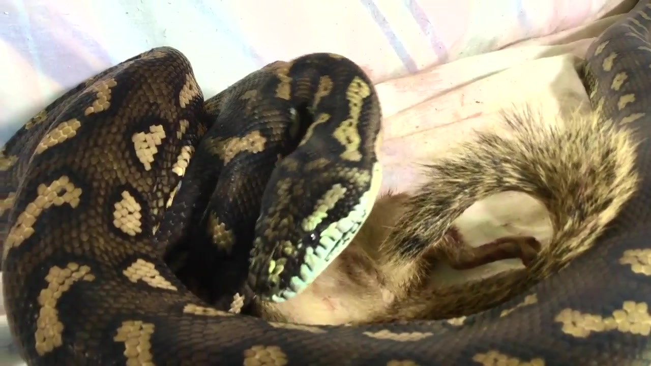 蟒蛇吞食啮齿动物时口腔及食道扩张的全过程