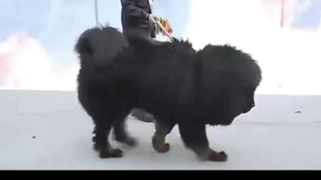 〈动物世界〉 中国藏獒王!狗王偷藏獒 藏獒王 打架 斗狗