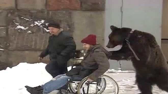 俄罗斯棕熊误闯农场,被老外用雪轰炸,棕熊反应承包我一年笑点