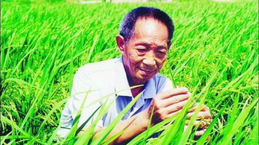 袁隆平,中国杂交水稻育种专家,中国研究与发展杂交水稻的开创者