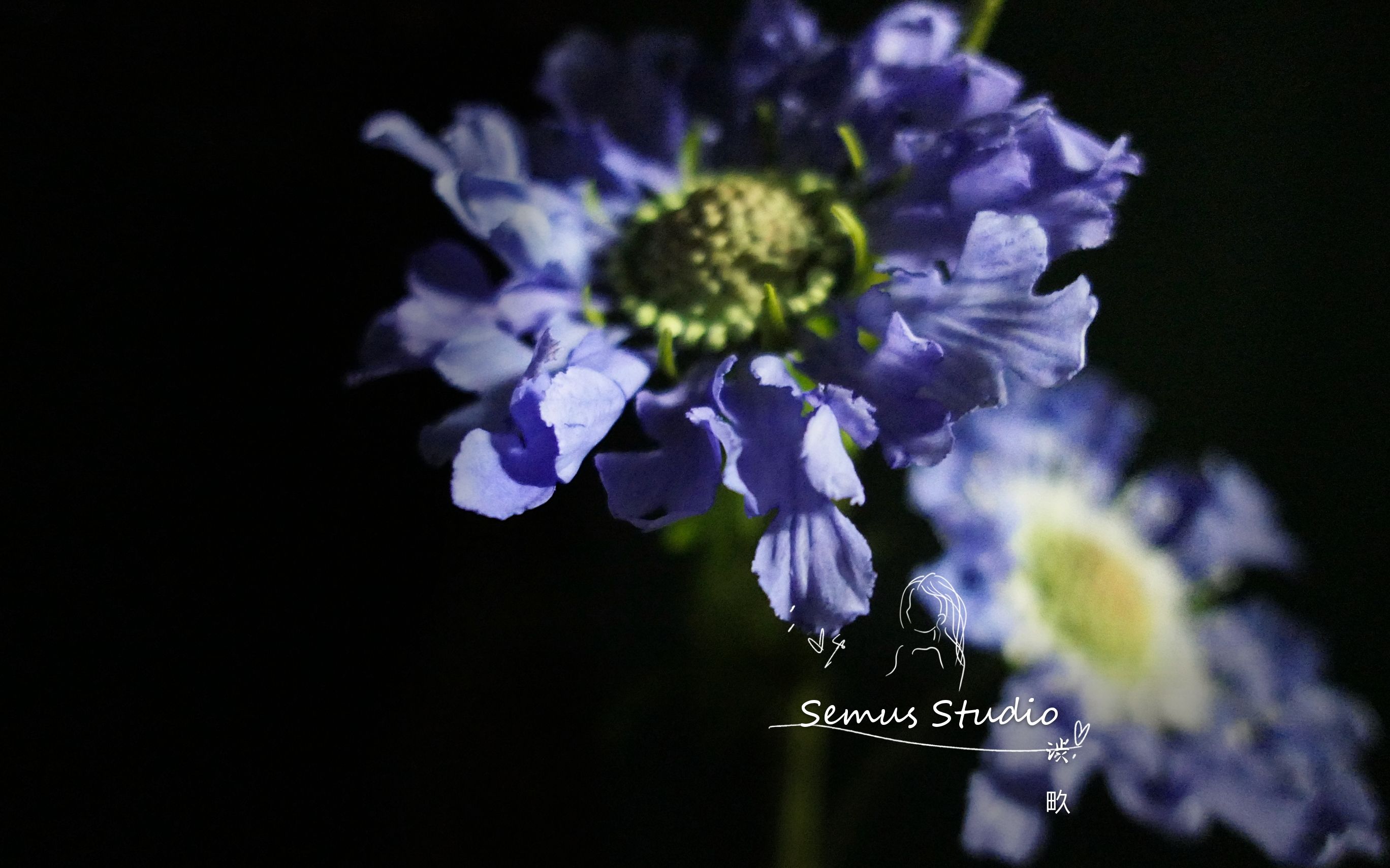 【粘土花】松虫草轮峰菊黏土蓝盆花手工DIY简易教程分享日常流水账...