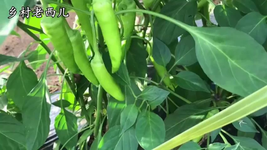 辣椒种植有技巧,掌握这3点,辣椒结得又大又多,一颗能结十几斤