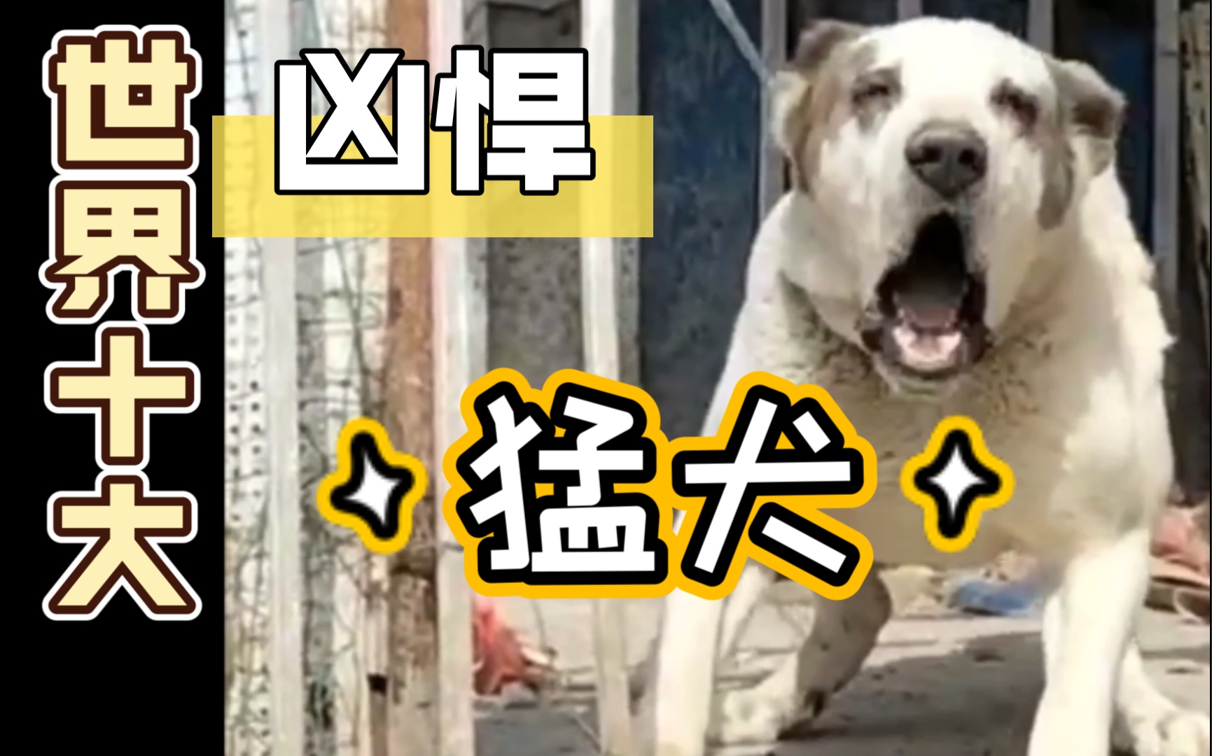 最危险的狗～世界猛犬排行前十名