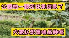 公园的一颗无花果结果了大家认识是啥品种吗