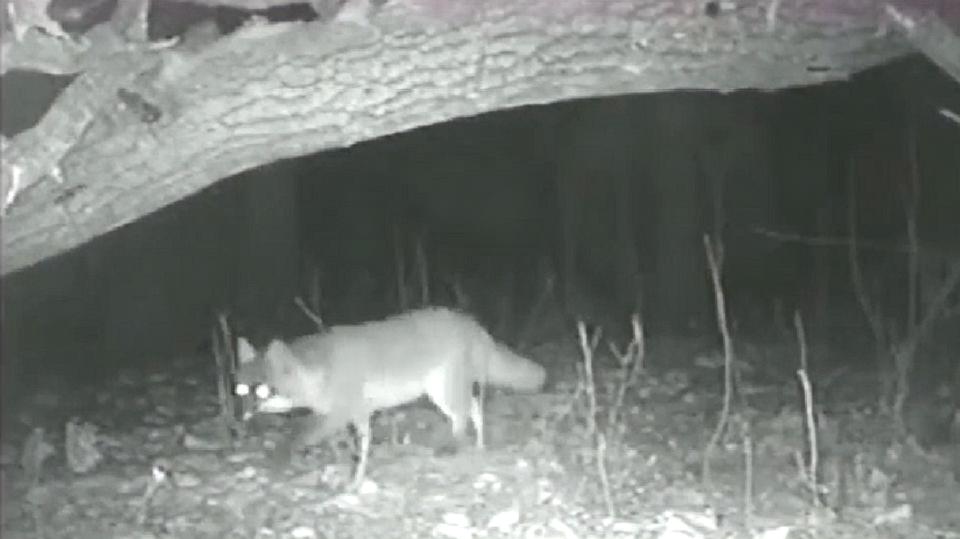 逃不过摄像人员的法眼,拍下深夜里狐狸那些奇怪动作