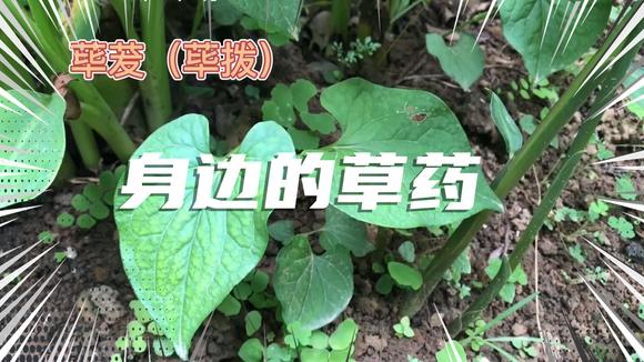 身边的草药（259），荜茇（荜拨），温中散寒下气止痛的草药