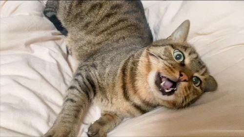 不愧是狸花猫,撒娇撒的也与众分别,别有风味