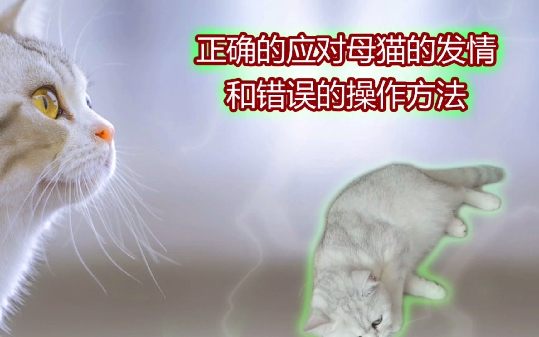 正确的应对母猫的发情及常见的错误的操作方法