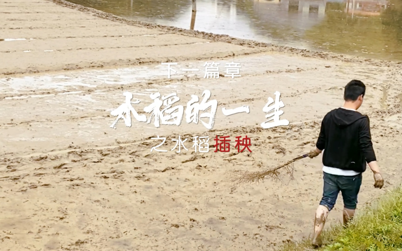 水稻的一生之播种篇,沉浸式体验感拉满