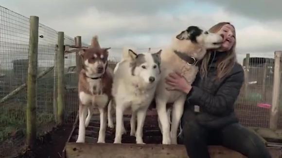 网友评出十大适合家养的宠物狗,你家狗狗在排名里吗