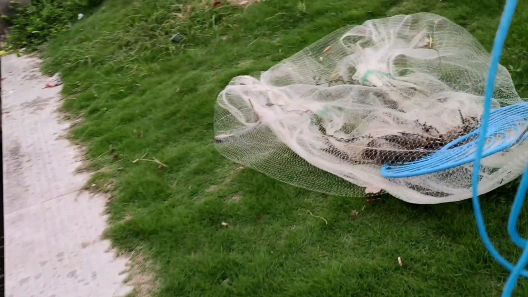 撒网上瘾啊,又买个傻瓜式飞盘撒网,看看鱼获怎么样?