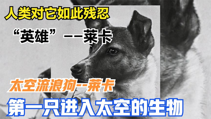 流浪狗“莱卡”成为第一个进入太空的生命体,人类又为何要毒杀它