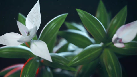 【C4D短片欣赏】Sprout Out(C4D植物生长动画)