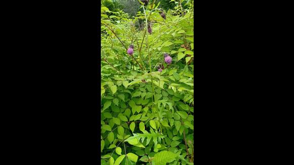 这个是野生药材,根可以制作成牛蒡茶,保肝护肝