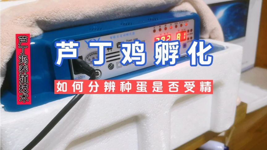 芦丁鸡孵化技术,受精种蛋和未受精种蛋的区别