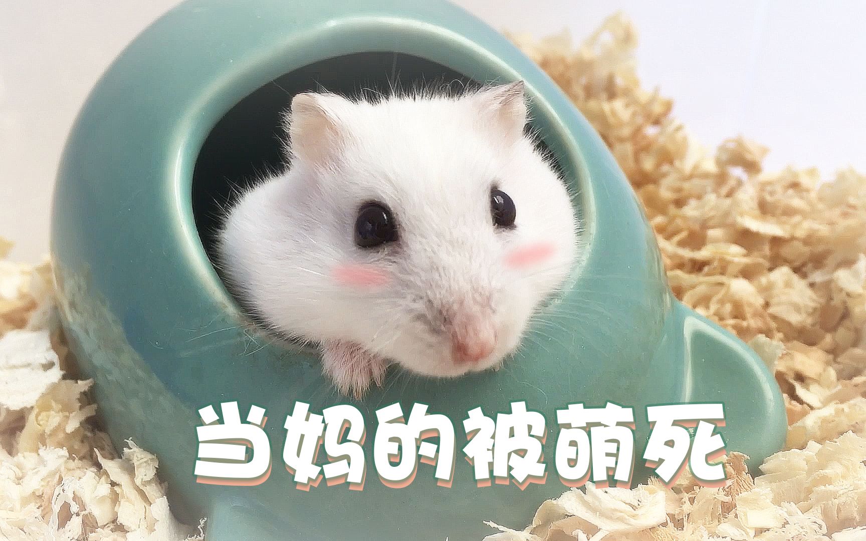 「仓鼠」当妈的被萌死【毛茸茸/小它观察日记/它执】