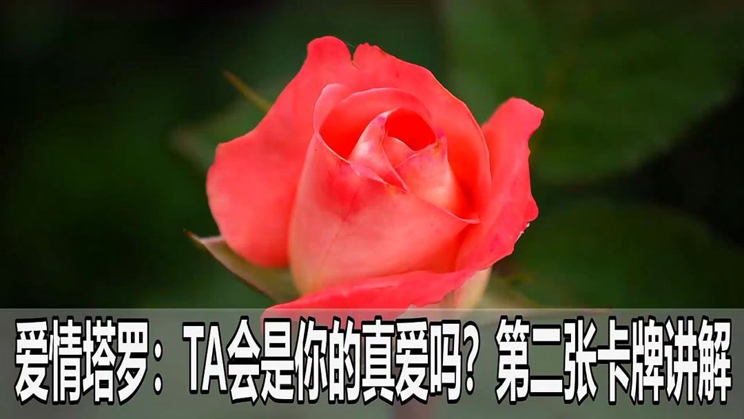 爱情塔罗:TA会是你的真爱吗?第二张卡牌讲解
