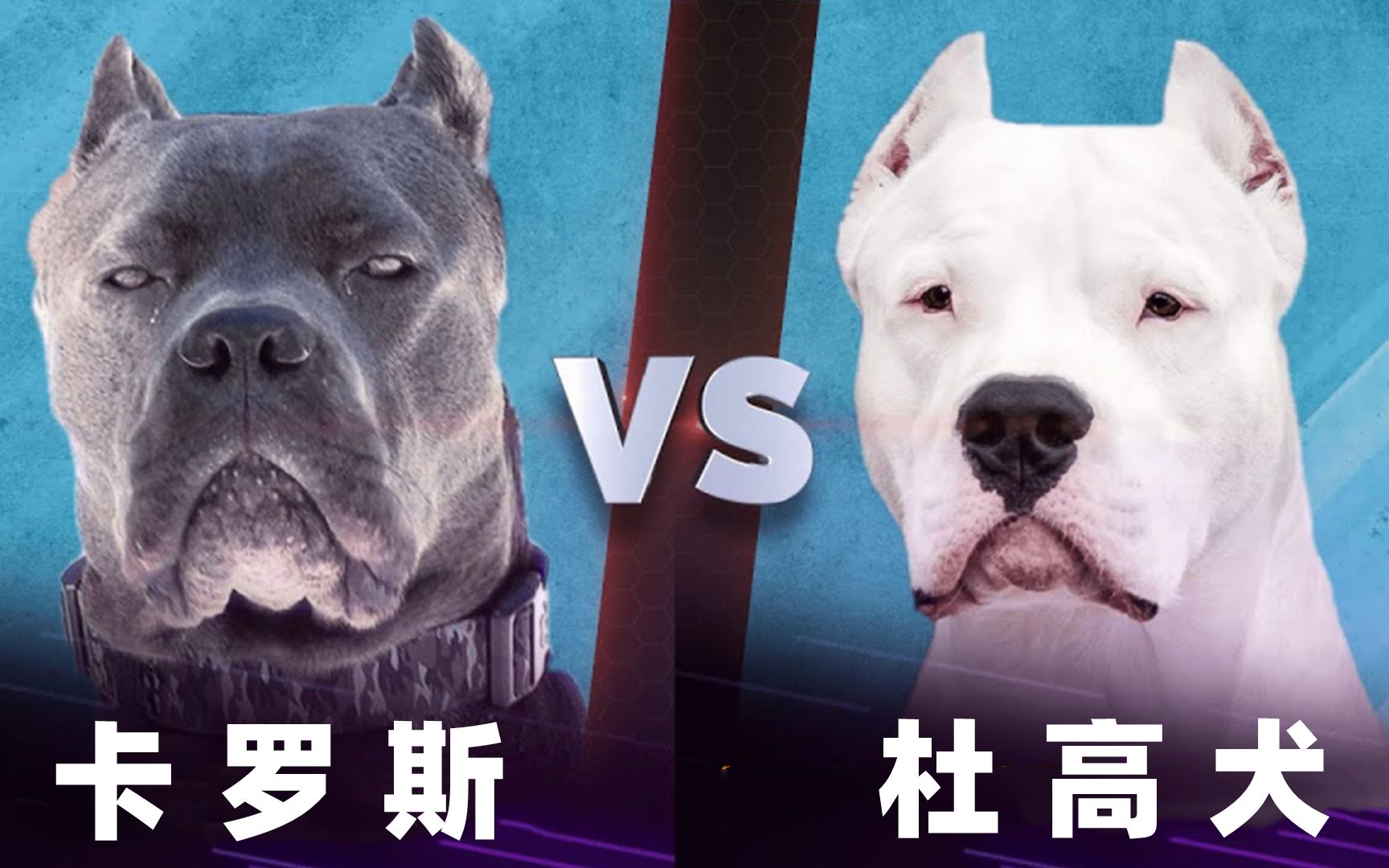 卡斯罗vs杜高犬,如果这两种猛犬正面硬肛,谁会笑到最后?