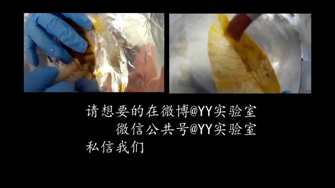 自制精美叶脉书签 -