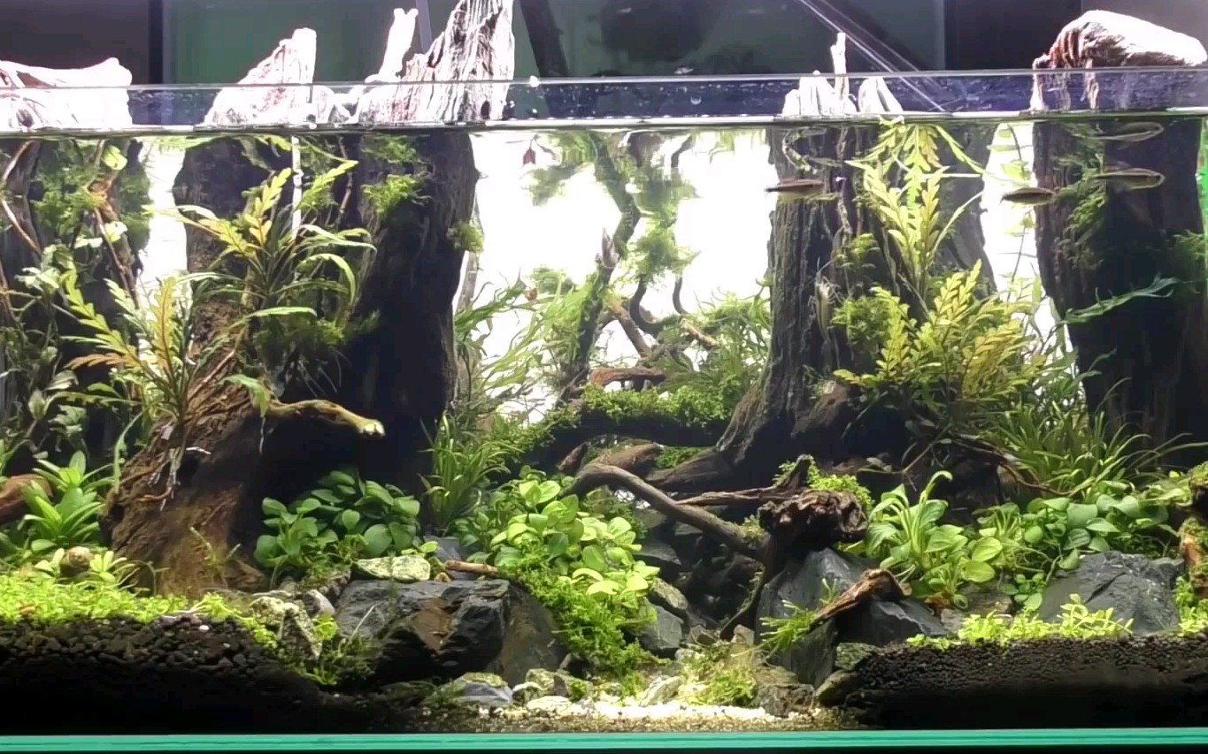 自然造景 原始森林 风格60cm矮缸搭建,这效果!高手!
