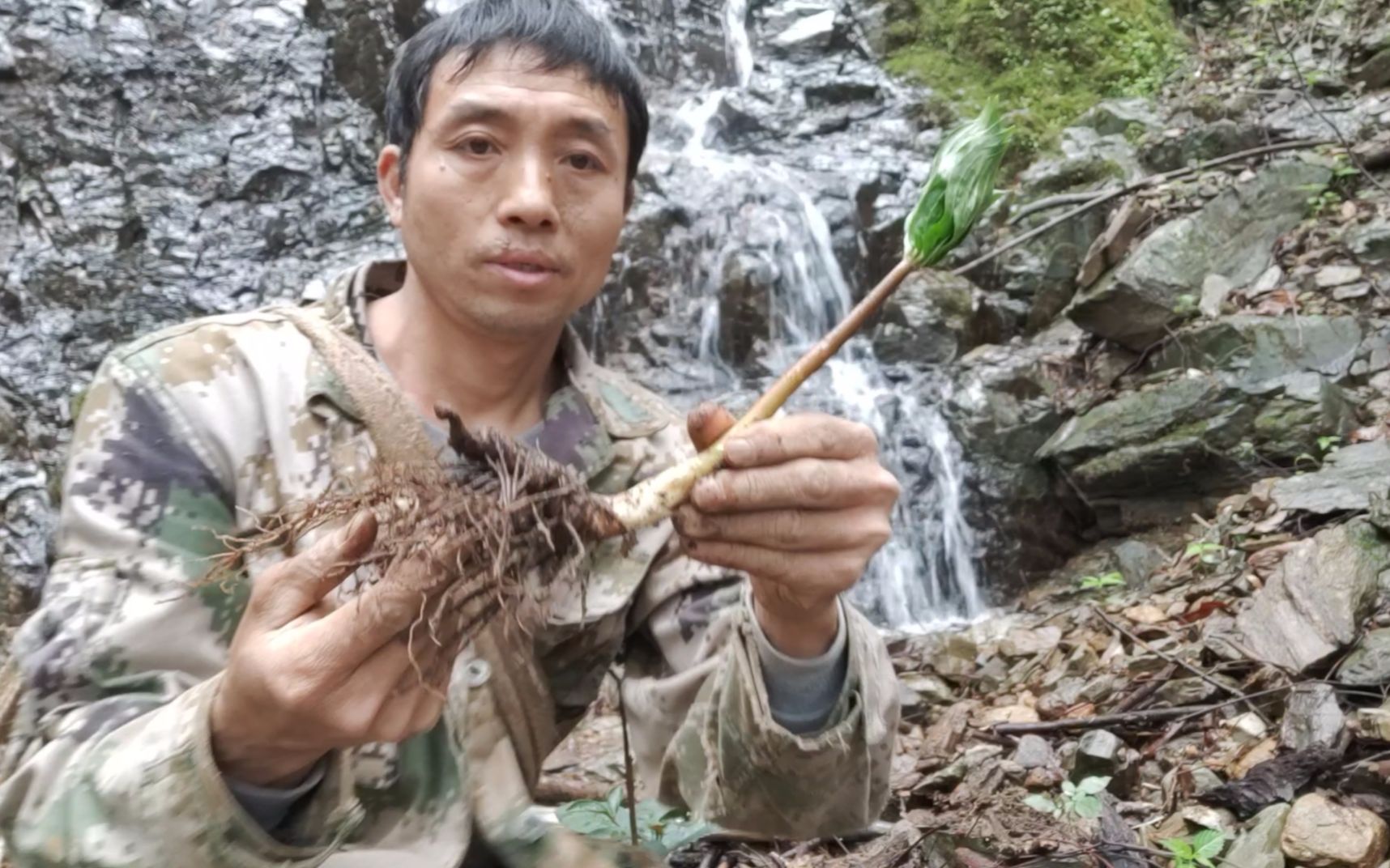 大叔去山里帮朋友找七叶一枝花,还遇到很多野生黄精,运气真好