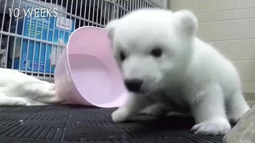 北极熊宝宝的成长过程,看的老夫心都萌化了