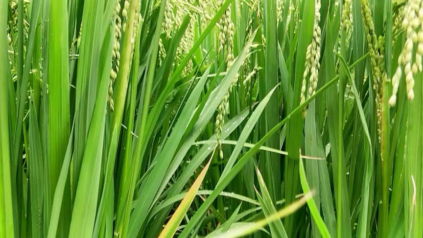 稻谷又快成熟了,仿佛回到放暑假的时候,想起一起玩大的朋友了