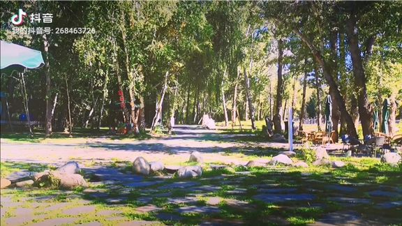 #万人说新疆阿勒泰#带你去看阿勒泰白桦林