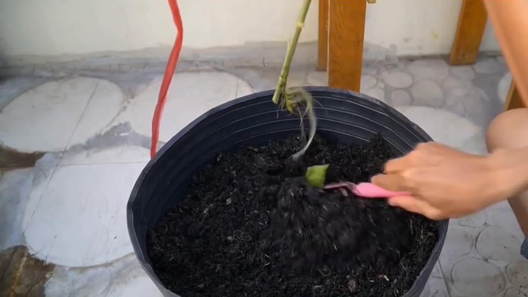 番茄这样种植,种下去就可以开花结果,不用再等苗长大